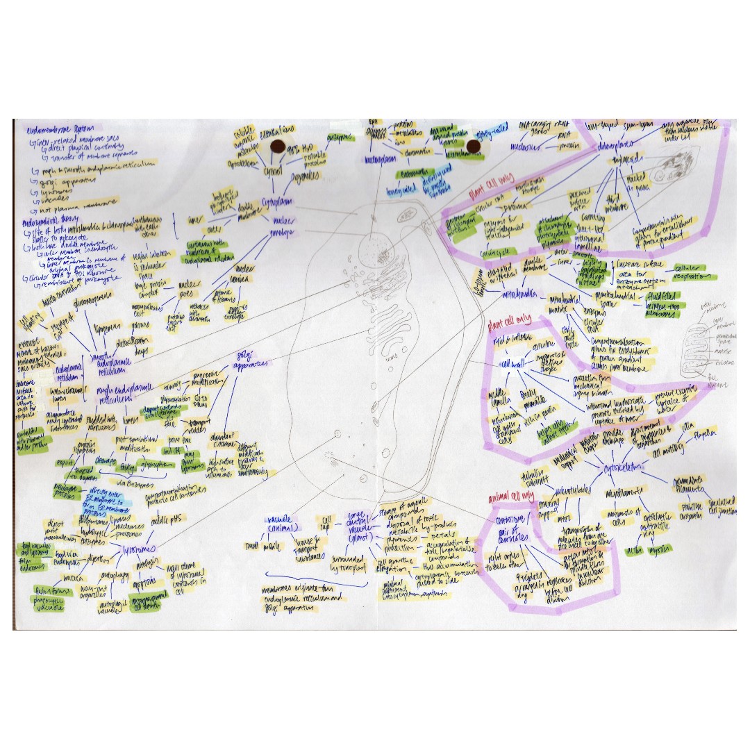 H2 Biology Notes by HCI Student (9744 Syllabus), Hobbies & Toys, Books ...