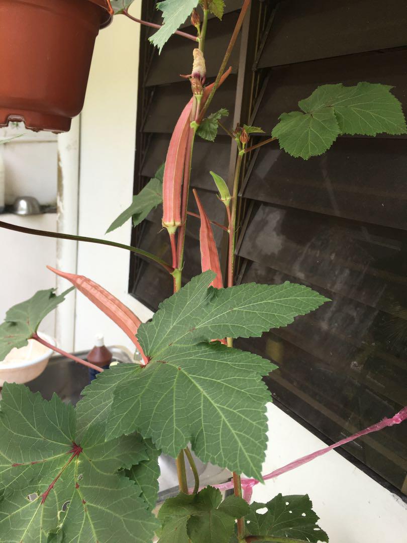 Red lady finger seeds, Furniture & Home Living, Gardening, Plants ...