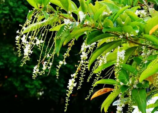 Pokok Mayang Sari (Florida Fiddlewood / Citharexylum Spinosum ...
