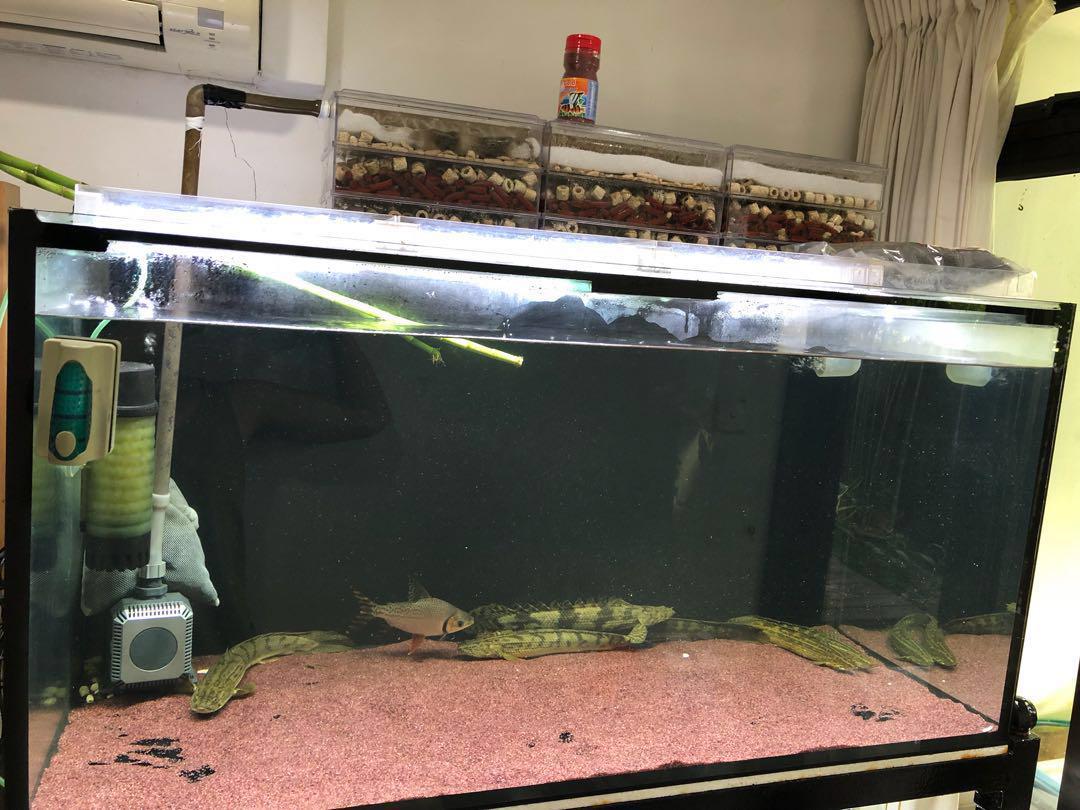 Two tier 4x2x2 fish tanks with steel stand, Pet Supplies, Homes & Other ...