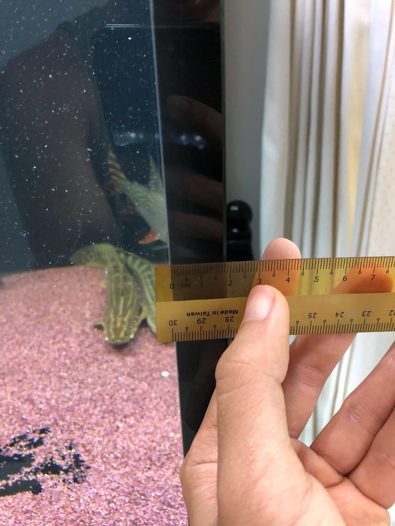 Two tier 4x2x2 fish tanks with steel stand, Pet Supplies, Homes & Other ...