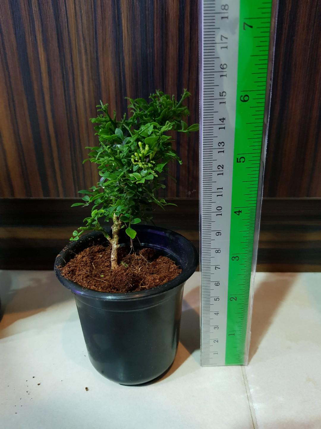 Mini Bonsai - Murraya paniculata - less than 20pots, Furniture & Home ...