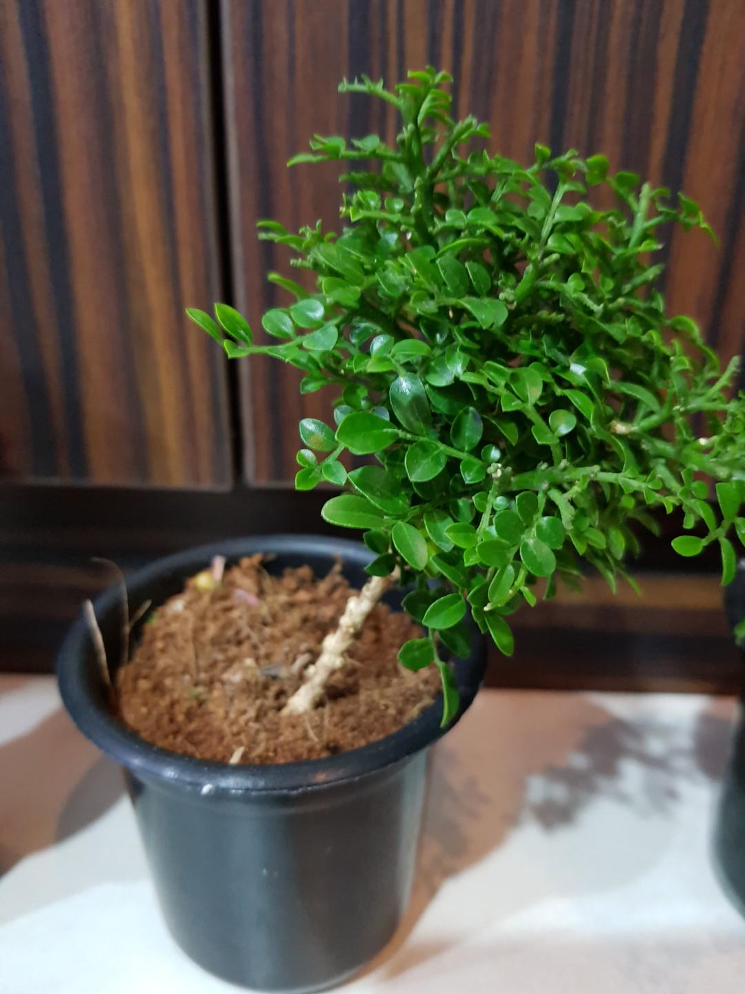 Mini Bonsai - Murraya paniculata - less than 20pots, Furniture & Home ...