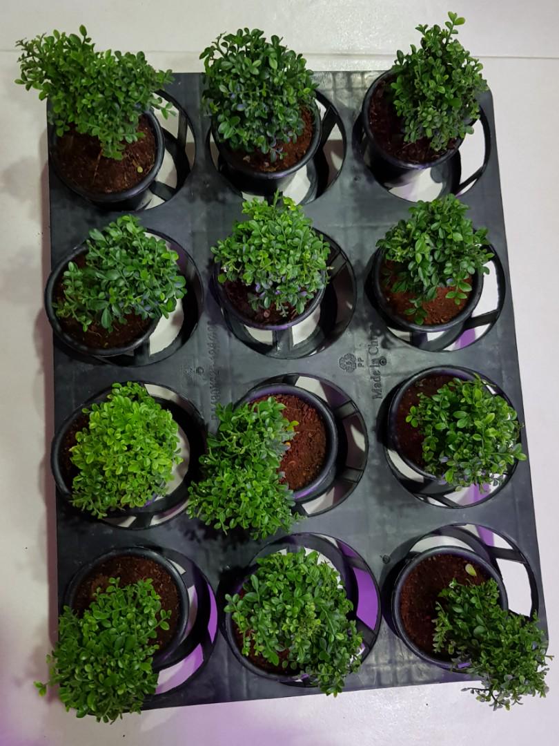 Mini Bonsai - Murraya paniculata - less than 20pots, Furniture & Home ...