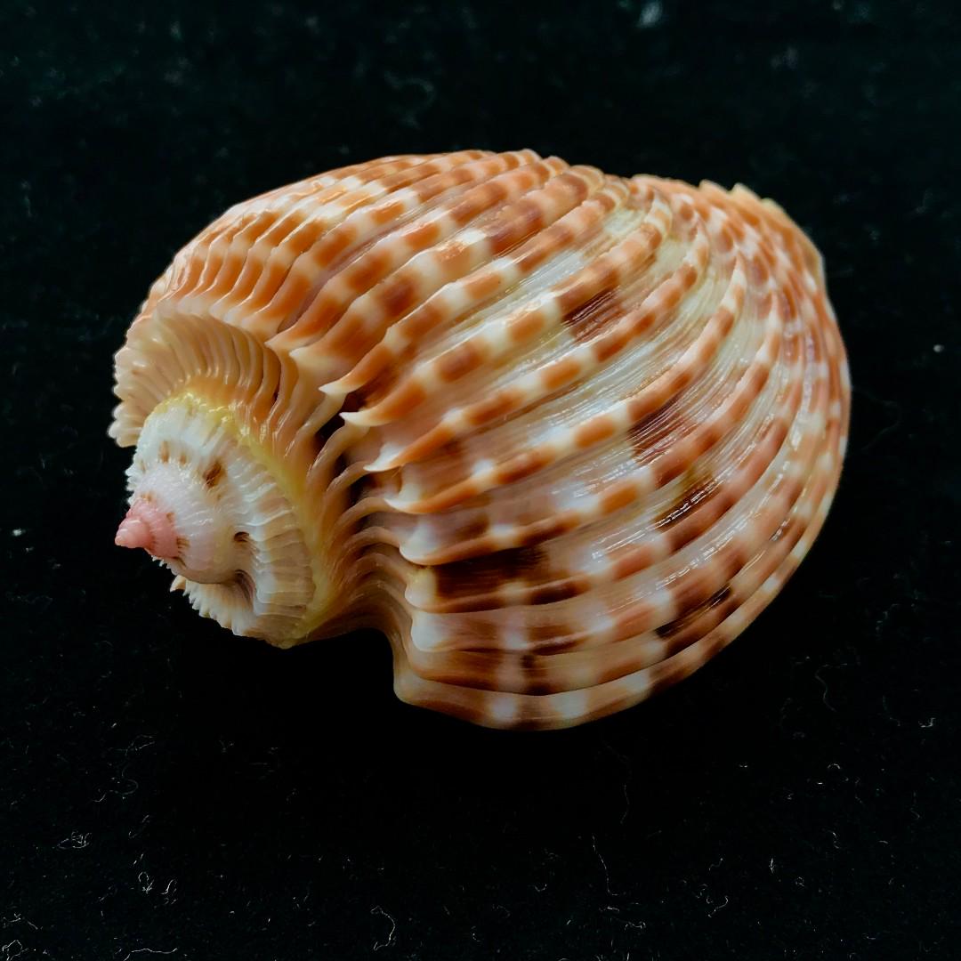 XTREMELY RARE TOP QUALITY SPECIMEN Sea Shell ( Harpa costata ) 58.0mm, Gem-, FRESH! VIVID COLOUR ...