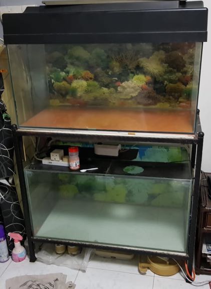 Fish tank, Pet Supplies, Homes & Other Pet Accessories on Carousell