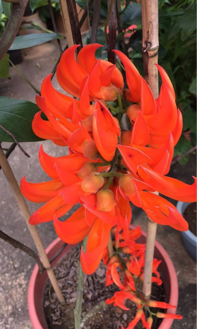 New Guinea Creeper, Red Jade Vine (Mucuna bennetti), Furniture & Home ...