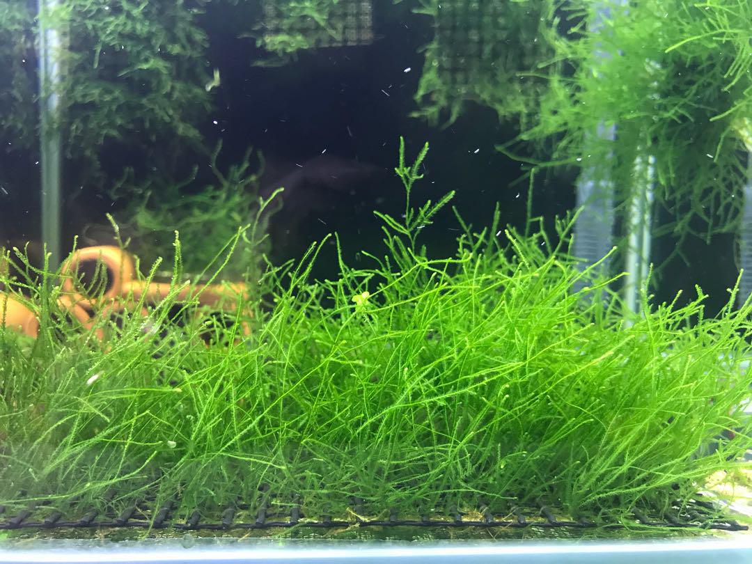 Taiwan Moss, Furniture & Home Living, Gardening, Plants & Seeds on ...