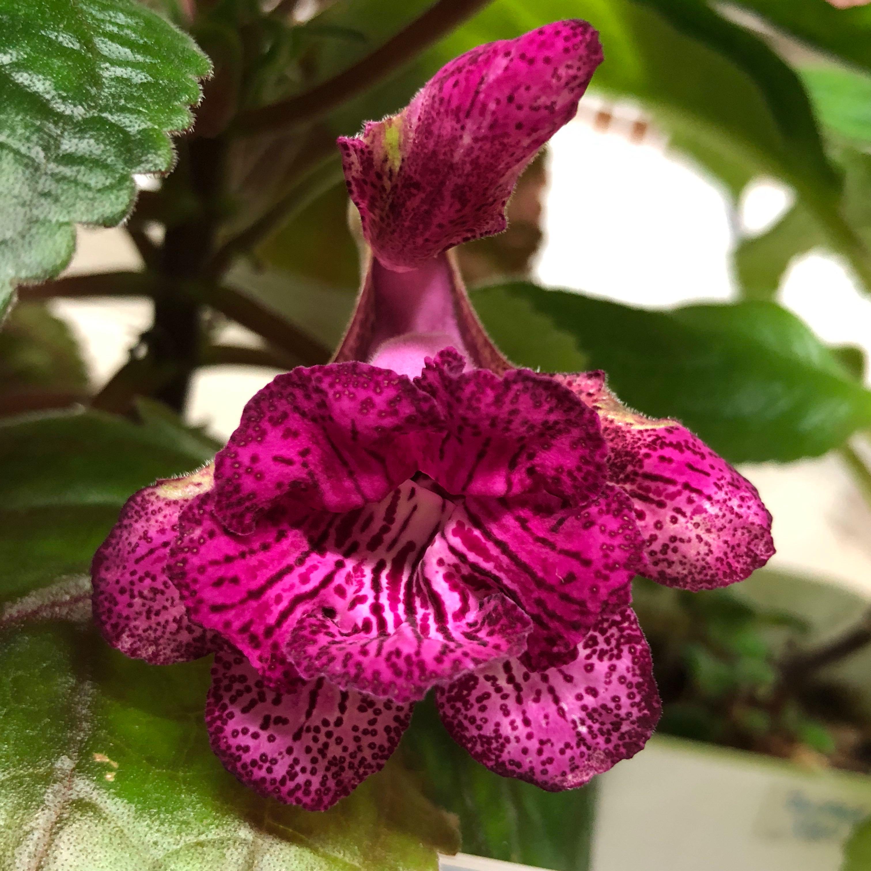 Sinningia Isa's Gorgeous (mature n flowering) SOLD, Gardening, Plants ...