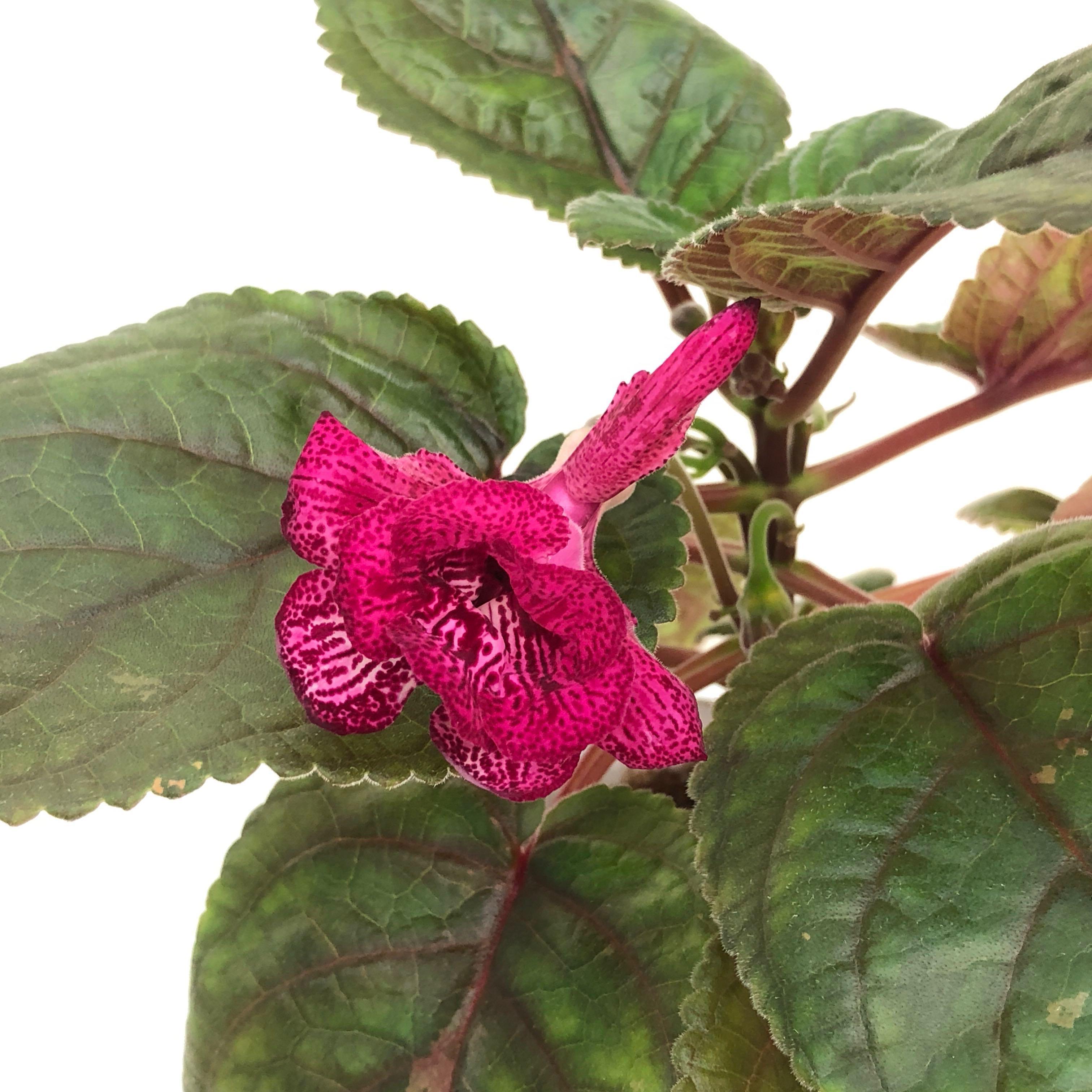 Sinningia Isa's Gorgeous (mature n flowering) SOLD, Gardening, Plants ...