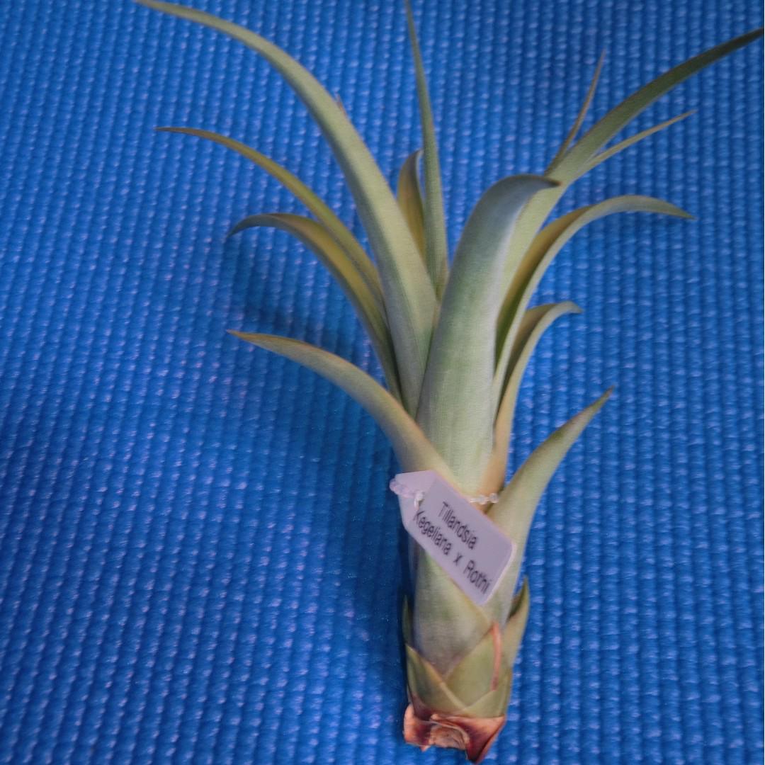 Tillandsia kegeliana x rothi, Furniture & Home Living, Gardening ...