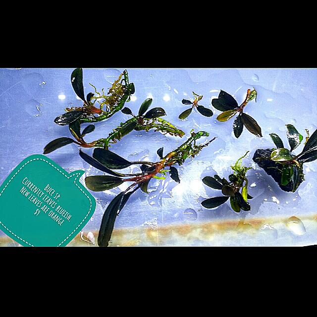 Bucephalandra Pink Lady(IMO), Furniture & Home Living, Gardening ...