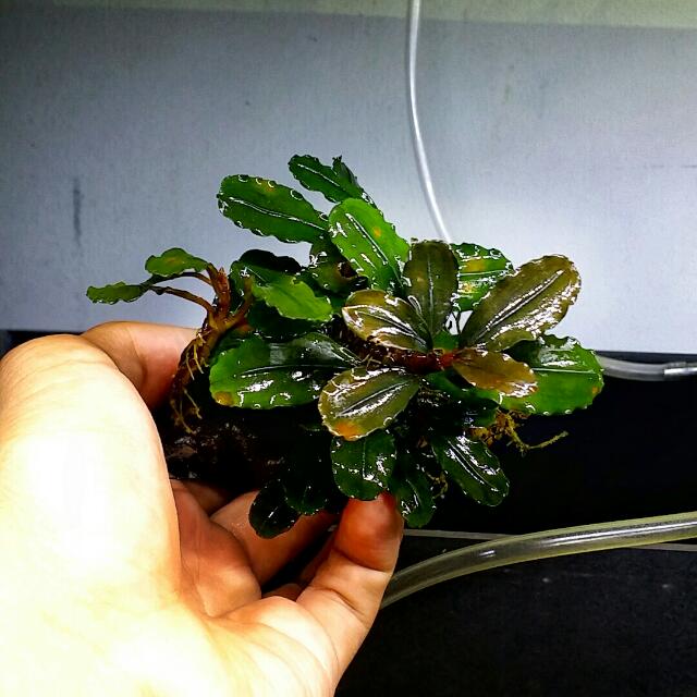Bucephalandra Sp Arrogant Blue, Furniture & Home Living, Gardening ...