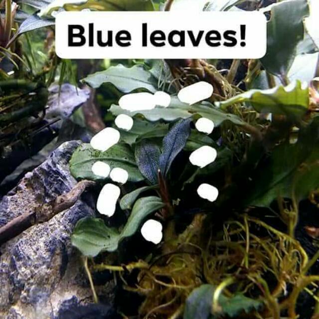 Bucephalandra Sp Arrogant Blue, Furniture & Home Living, Gardening ...