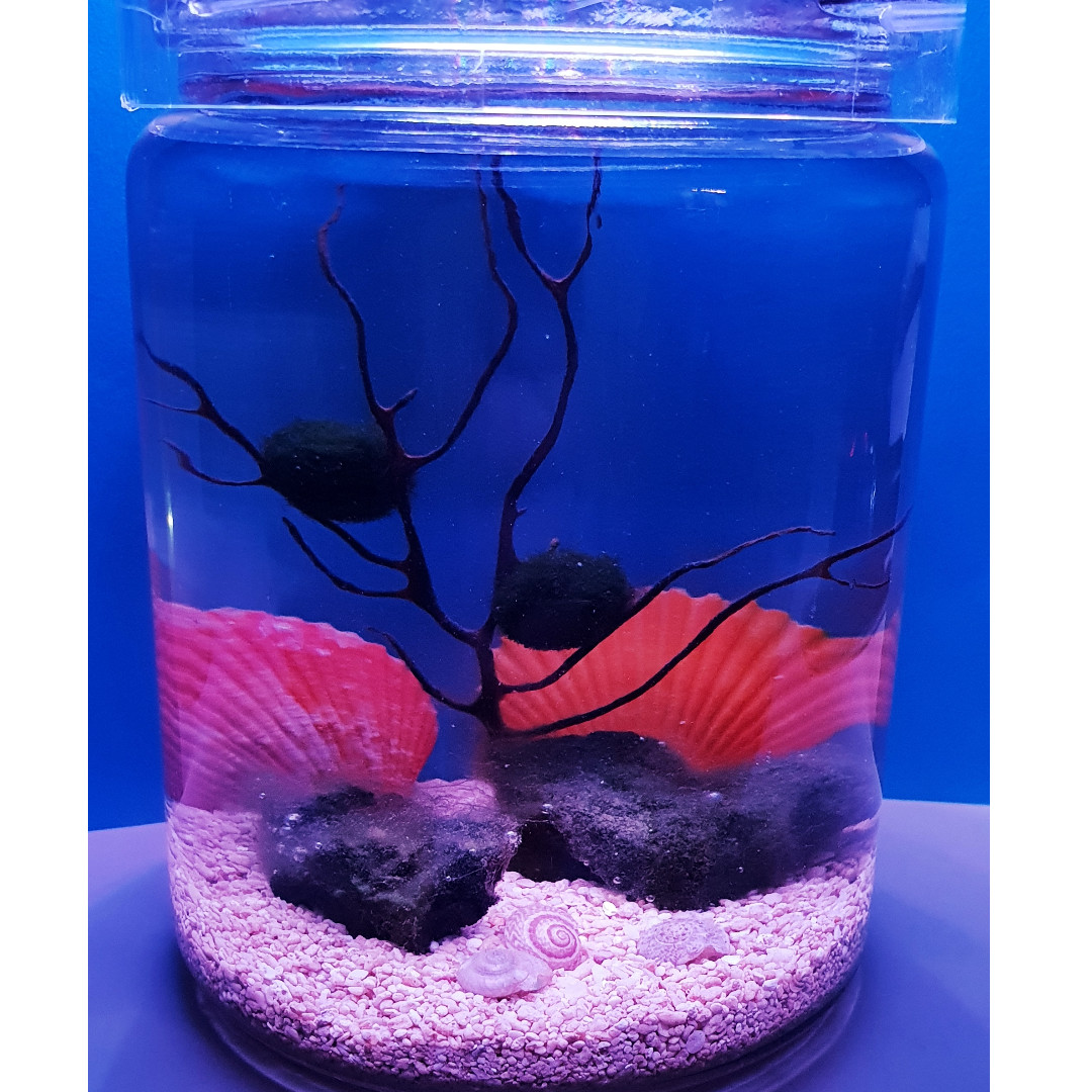 2 Orange Clam Shell Eco Home for Opae Ula, nano shrimp, hawaii shrimp ...