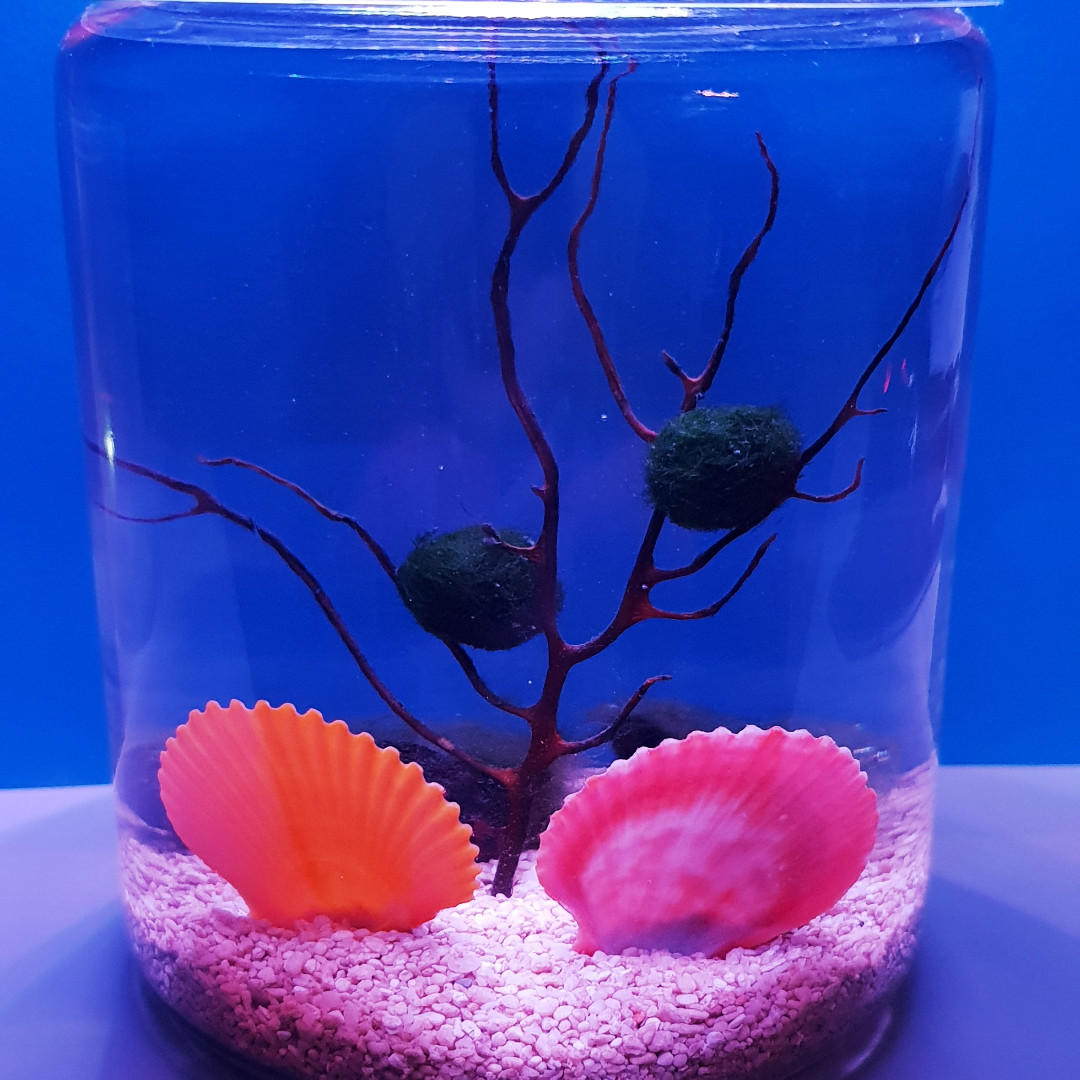 2 Orange Clam Shell Eco Home for Opae Ula, nano shrimp, hawaii shrimp ...