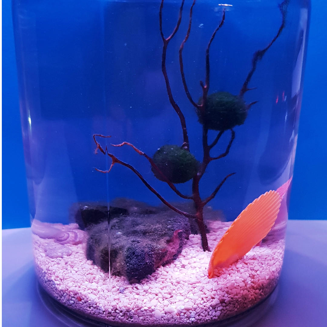 2 Orange Clam Shell Eco Home for Opae Ula, nano shrimp, hawaii shrimp ...