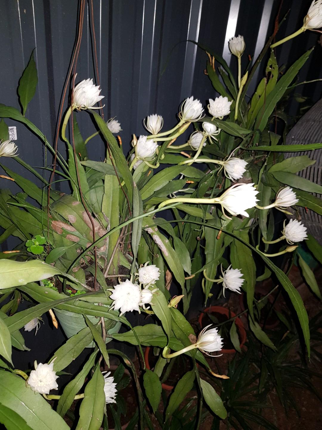 Bakawali / The Queen of the Night / Epiphyllum, Furniture & Home Living ...