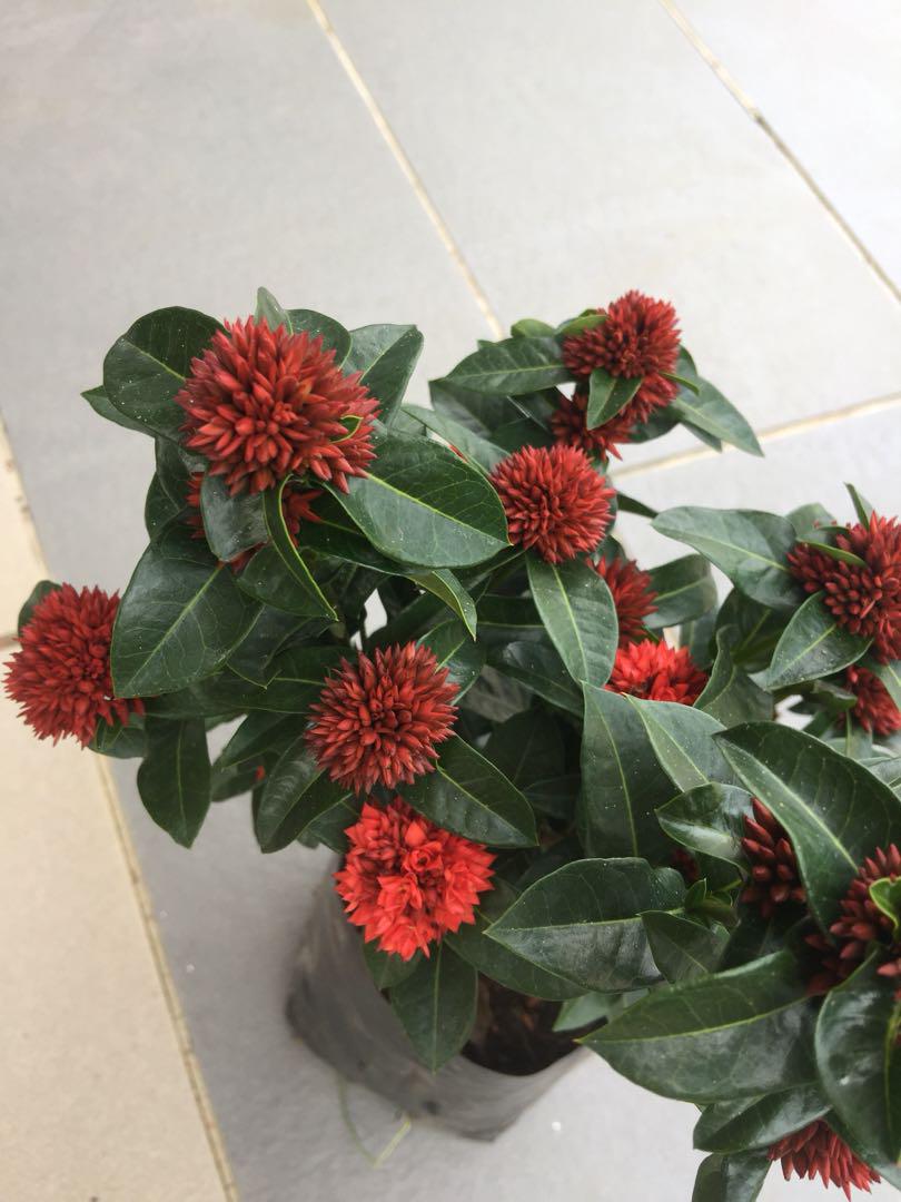 Mini Ixora Rose Plant Furniture And Home Living Gardening Plants And Seeds On Carousell