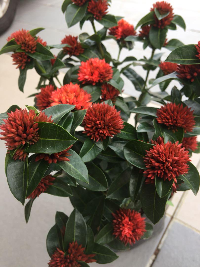 Mini Ixora Rose Plant Furniture And Home Living Gardening Plants And Seeds On Carousell