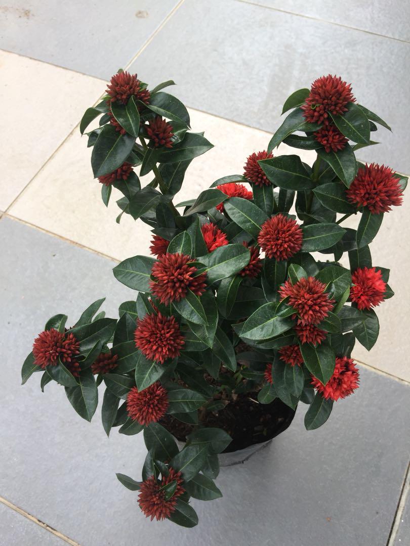 Mini Ixora Rose Plant Furniture And Home Living Gardening Plants And Seeds On Carousell