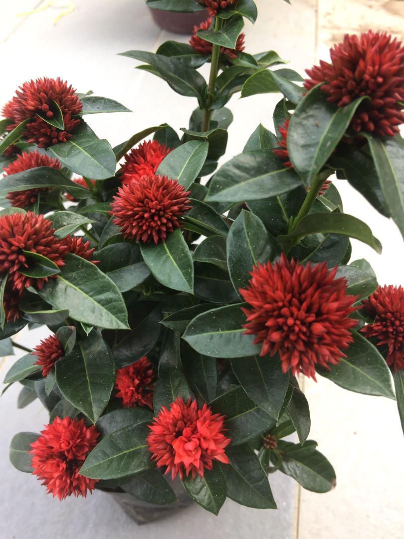 Mini Ixora Rose Plant Furniture And Home Living Gardening Plants And Seeds On Carousell