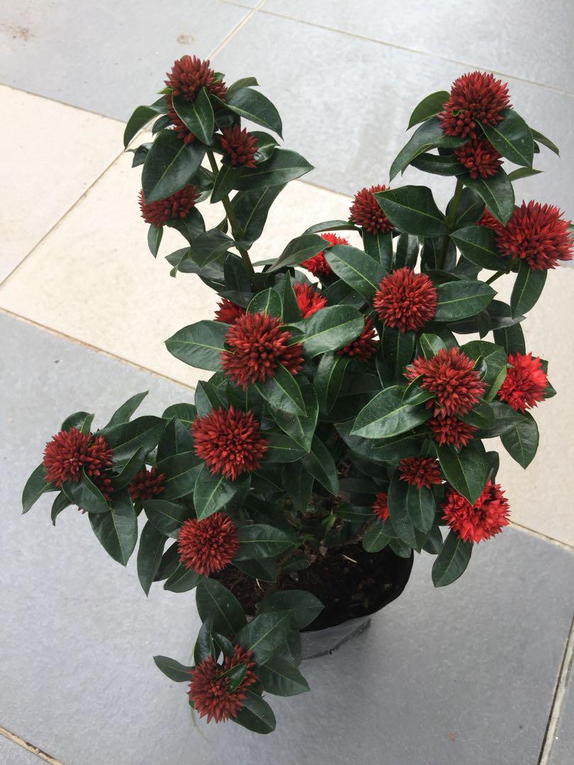 Mini Ixora Rose Plant Furniture And Home Living Gardening Plants And Seeds On Carousell