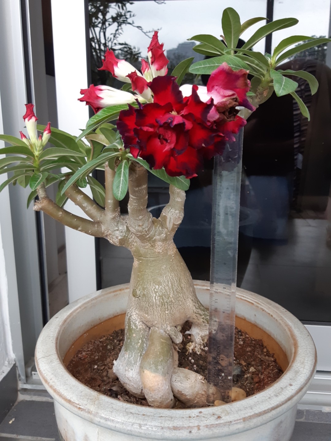 Adenium obesum (desert rose) (multi petal flowers), Furniture & Home ...