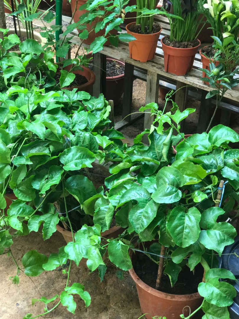 Buah Susu / Common Passionfruit / Jambhool Fruit, Furniture & Home ...