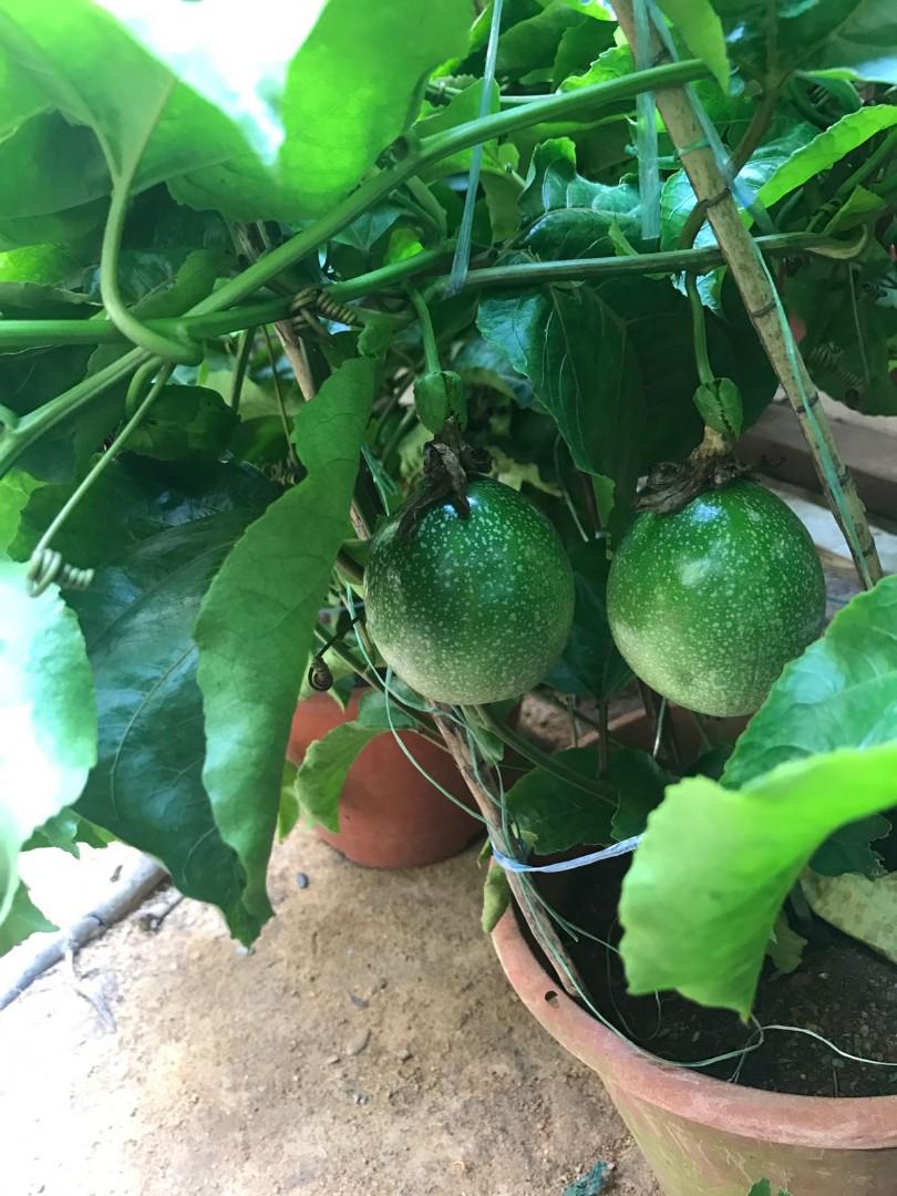 Buah Susu / Common Passionfruit / Jambhool Fruit, Furniture & Home ...