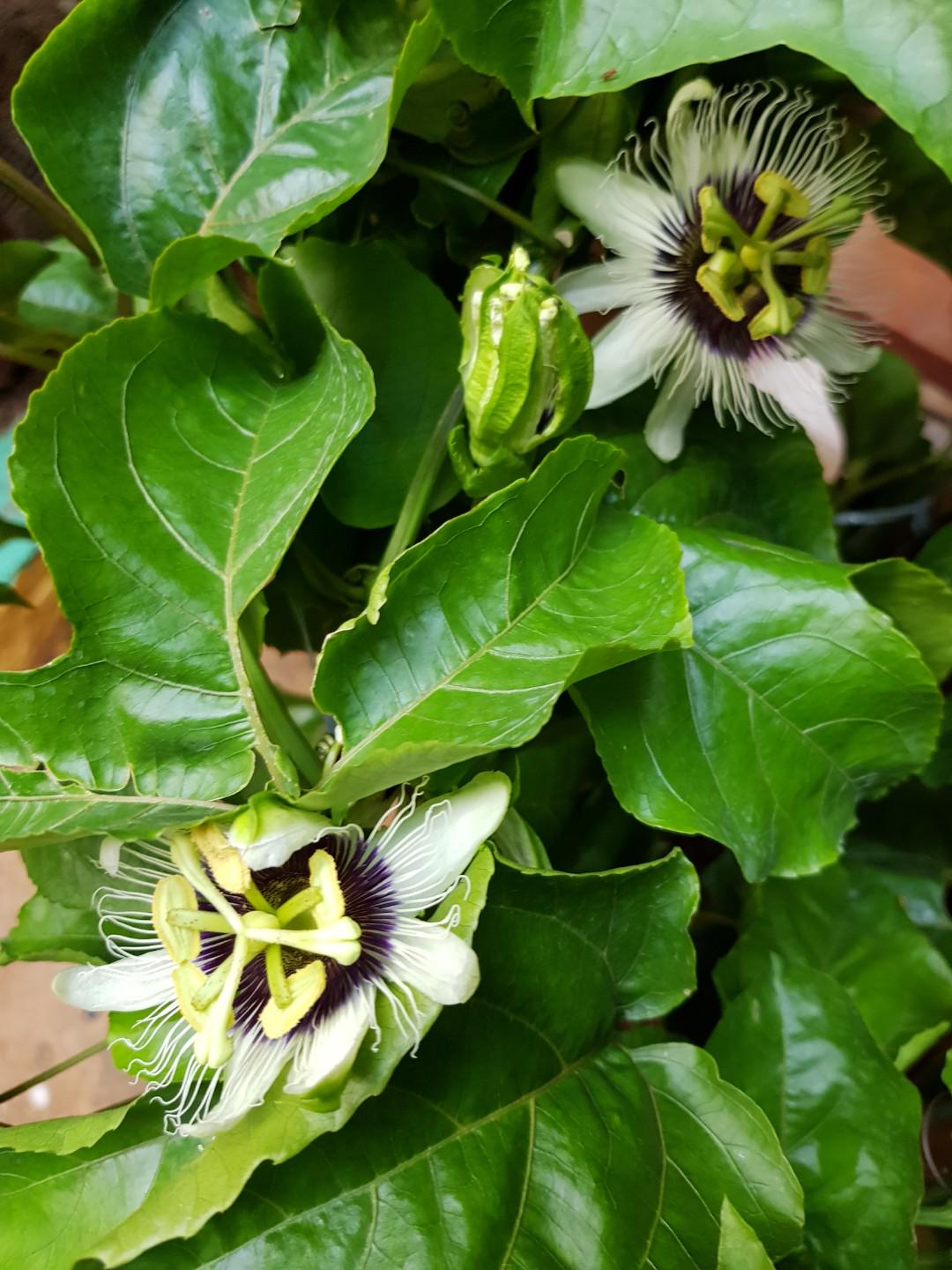 Buah Susu / Common Passionfruit / Jambhool Fruit, Furniture & Home ...