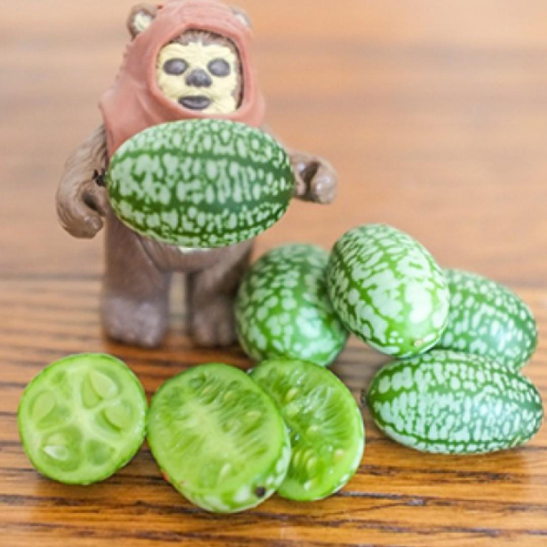 Mouse Melon, Mexican Sour Gherkin (Melothria Scarbra) Vegetable Plant ...