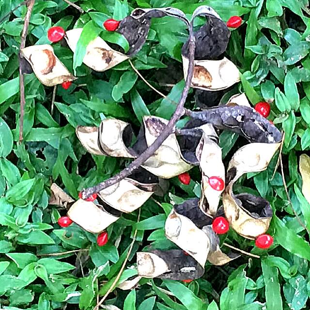 Saga Seeds, Babies & Kids, Baby Nursery & Kids Furniture, Other Kids ...