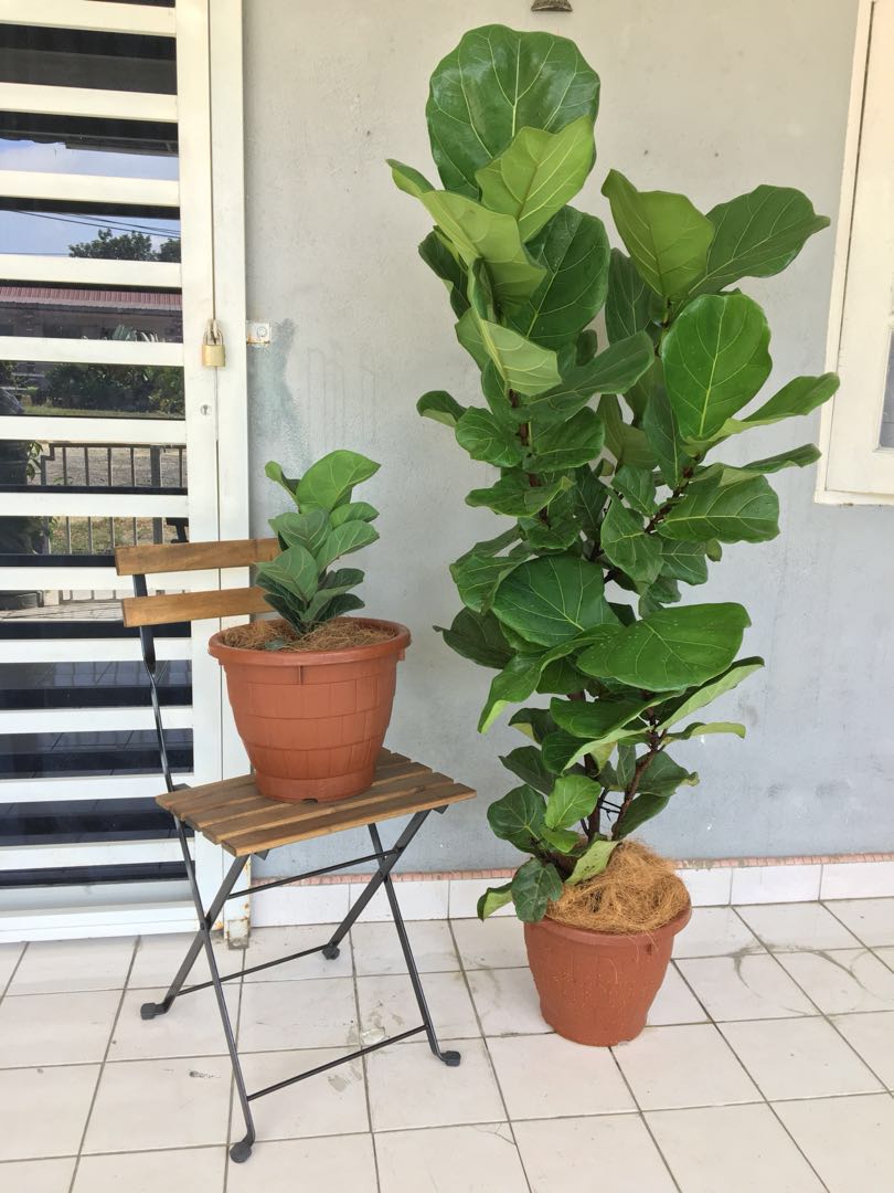Fiddle fig real plant, Furniture & Home Living, Gardening, Plants ...