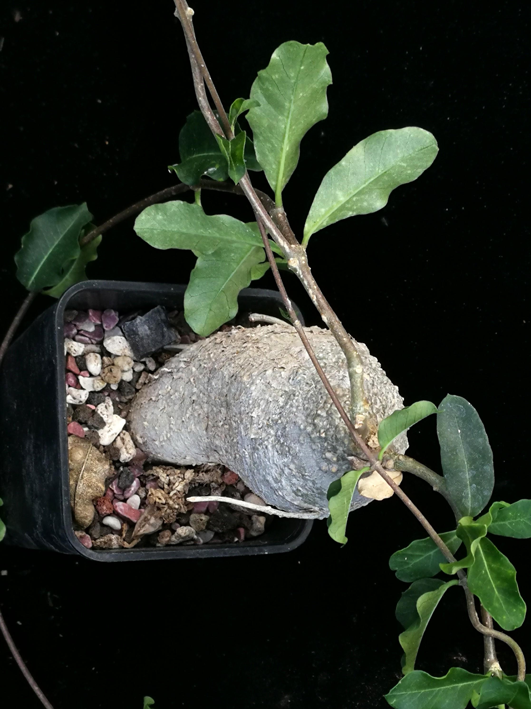 Fockea edulis, Furniture & Home Living, Gardening, Plants & Seeds on ...