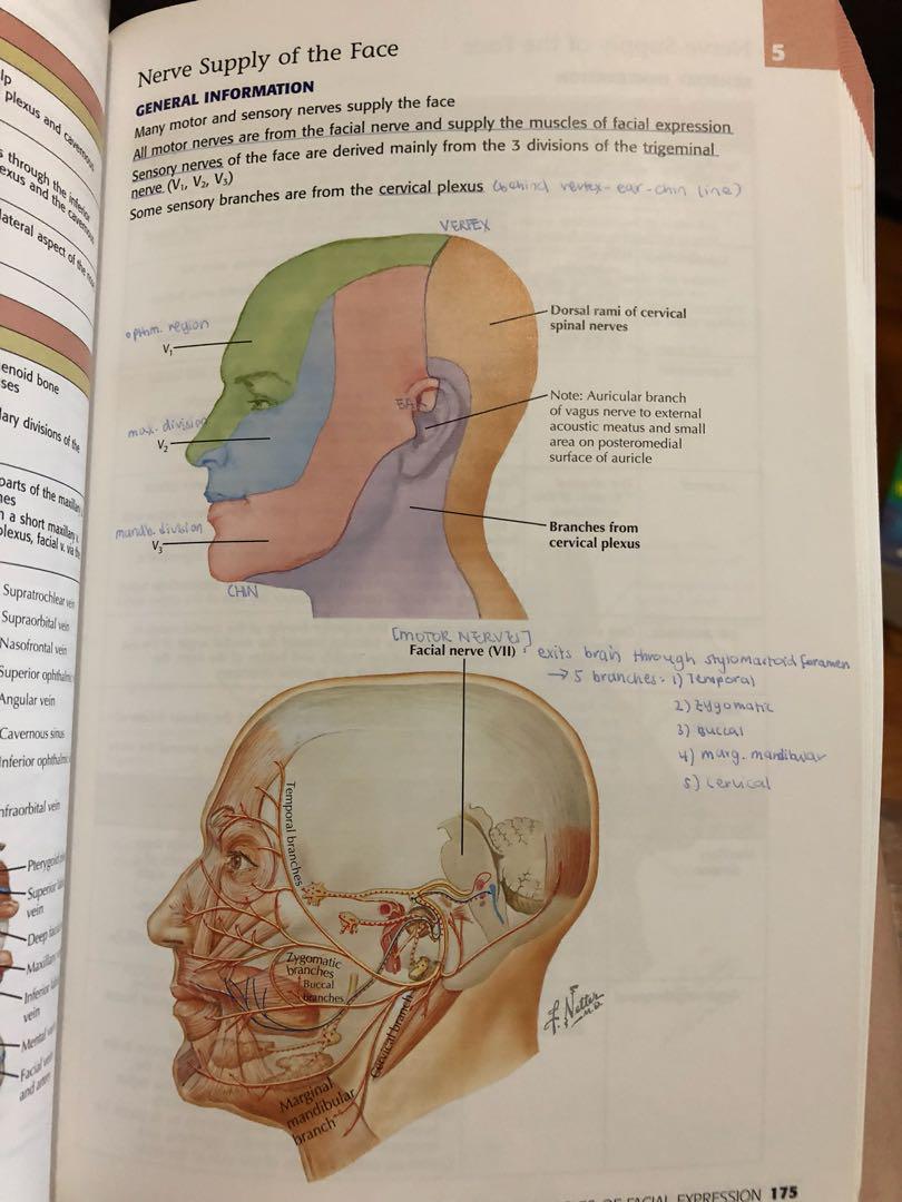 Head And Neck Anatomy For Dentistry Head And Neck Anatomy 3D Models