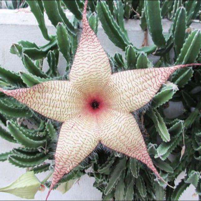 African Starfish Flower / Carrion Flower (Staphelia Gigantae ...