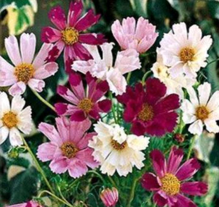 COSMO FLOWER MIXED COLOR SEEDS, Furniture & Home Living, Gardening ...
