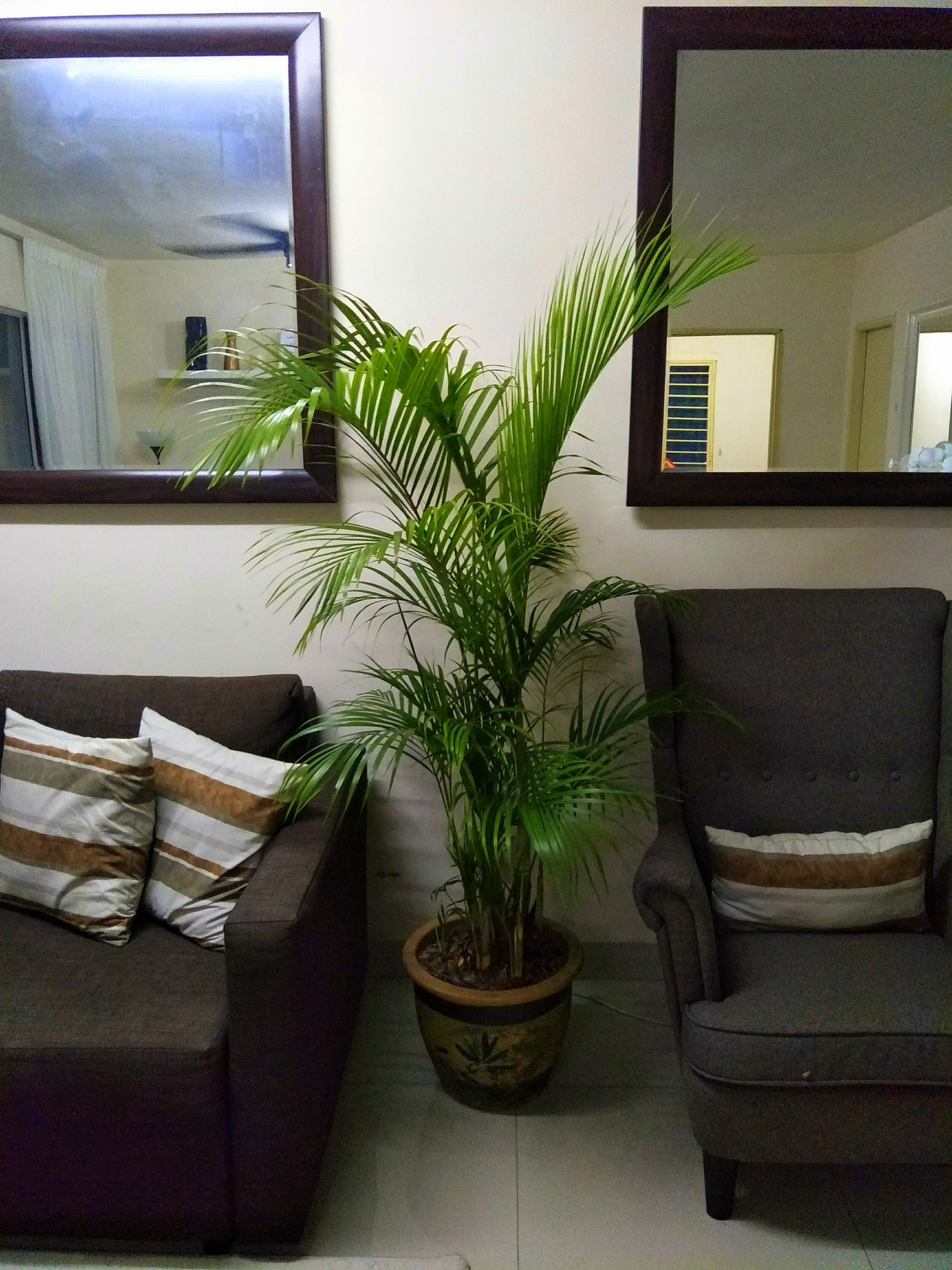 Pokok kelapa, Furniture & Home Living, Gardening, Plants & Seeds on ...