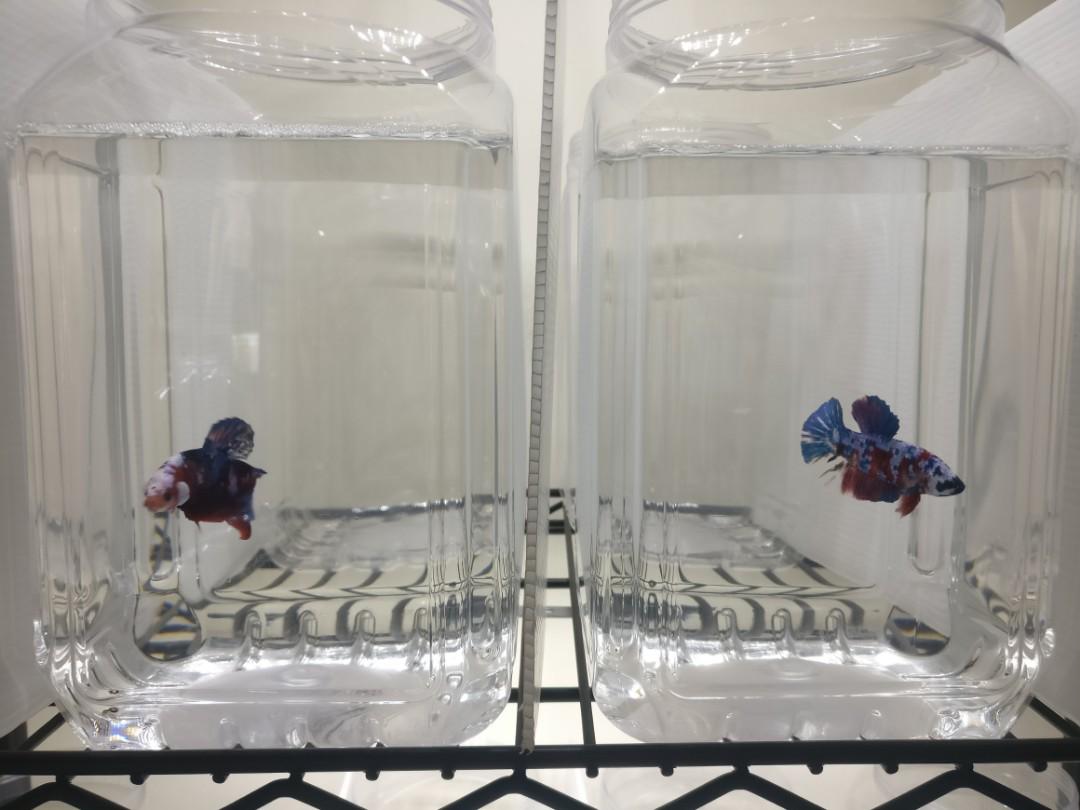 Betta Fish Containers (New), Pet Supplies, Homes & Other Pet ...