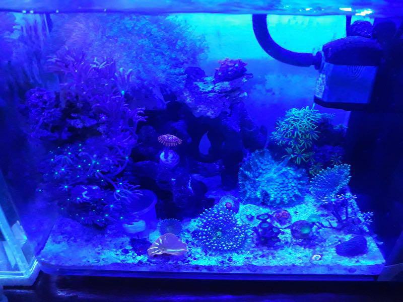 DYMAX IQ7 NANO TANK, Pet Supplies, Homes & Other Pet Accessories on ...