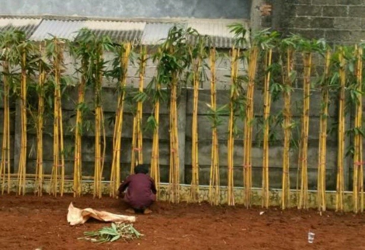 pagar bambu kuning