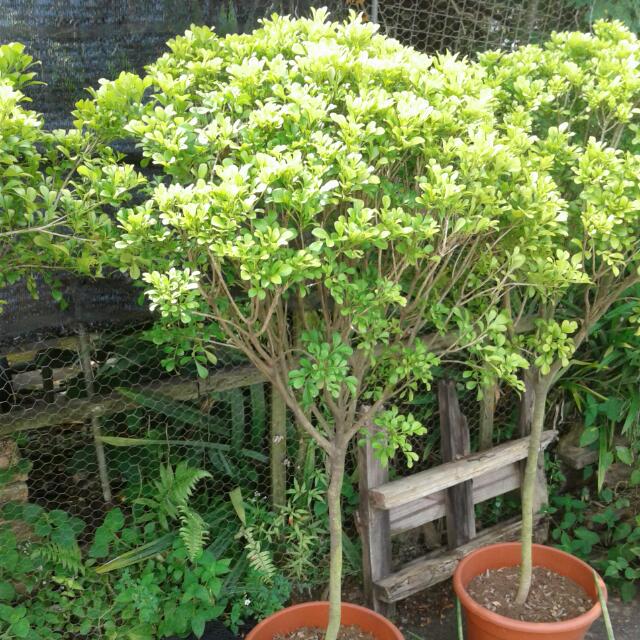 Aglaia Fencing/hedge Plants, Furniture & Home Living, Gardening, Plants ...