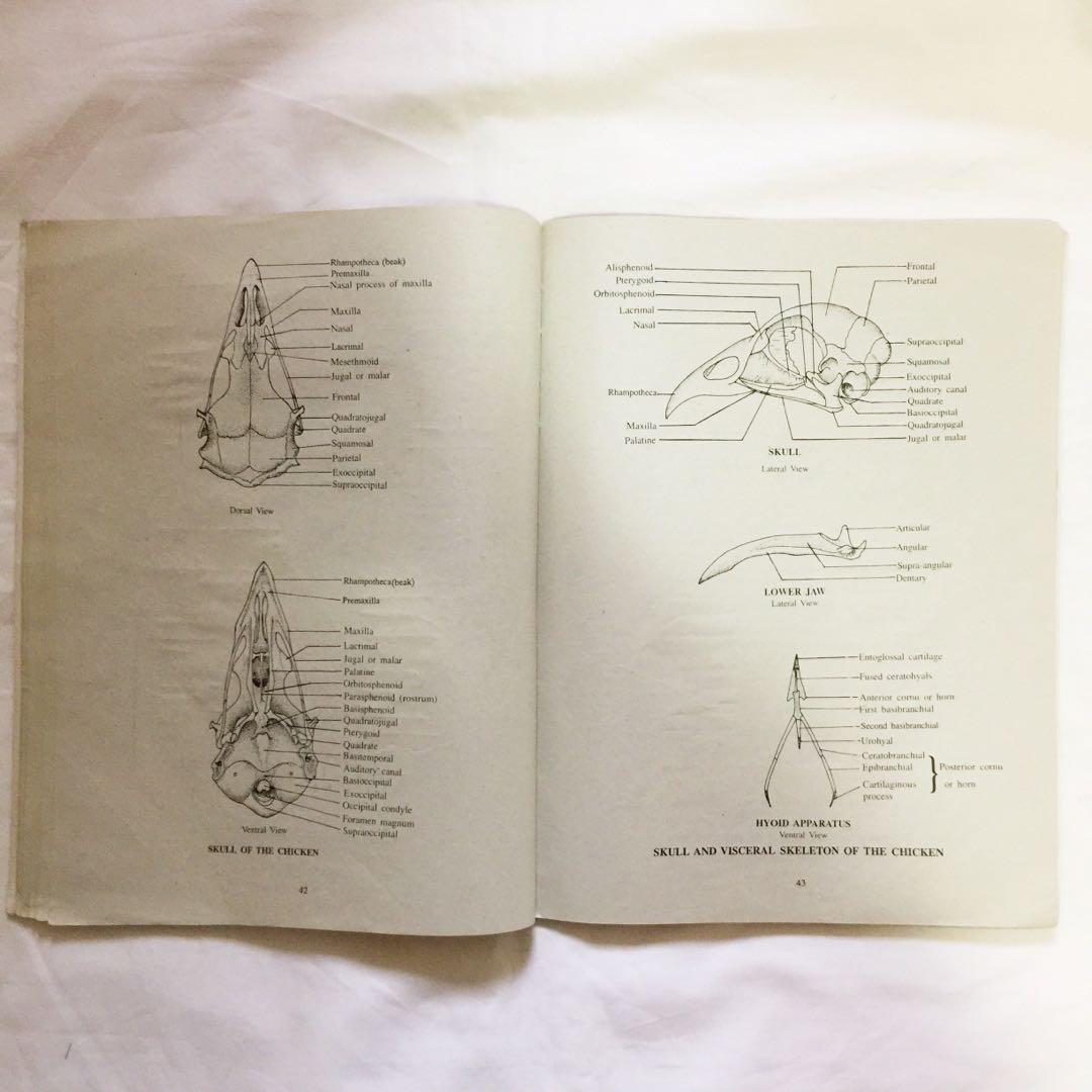 Teaching Atlas of Comparative Vertebrate Anatomy, Hobbies & Toys, Books ...