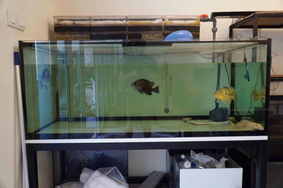 5 feet fish tank, Pet Supplies, Homes & Other Pet Accessories on Carousell