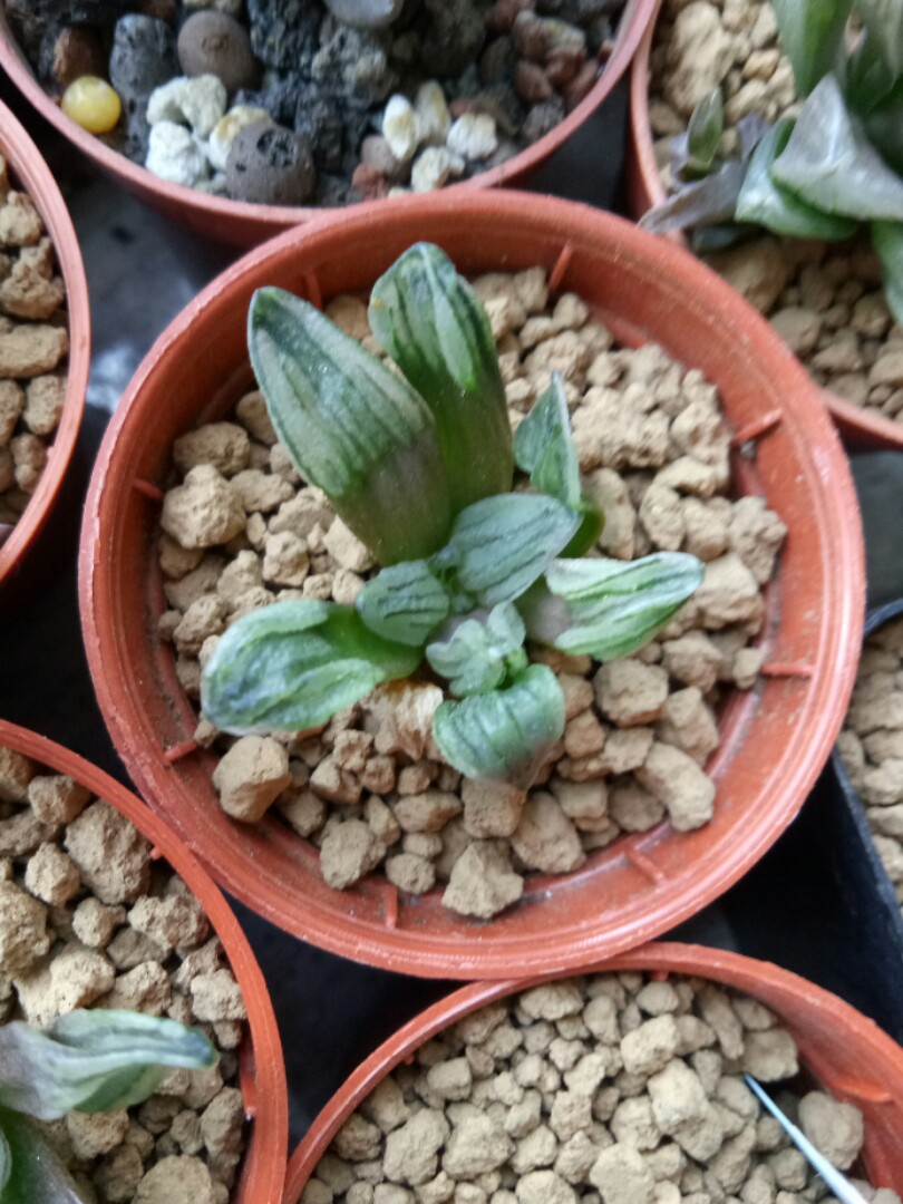 Haworthia Atrofusca Mutant 'Watermelon', Furniture & Home Living ...