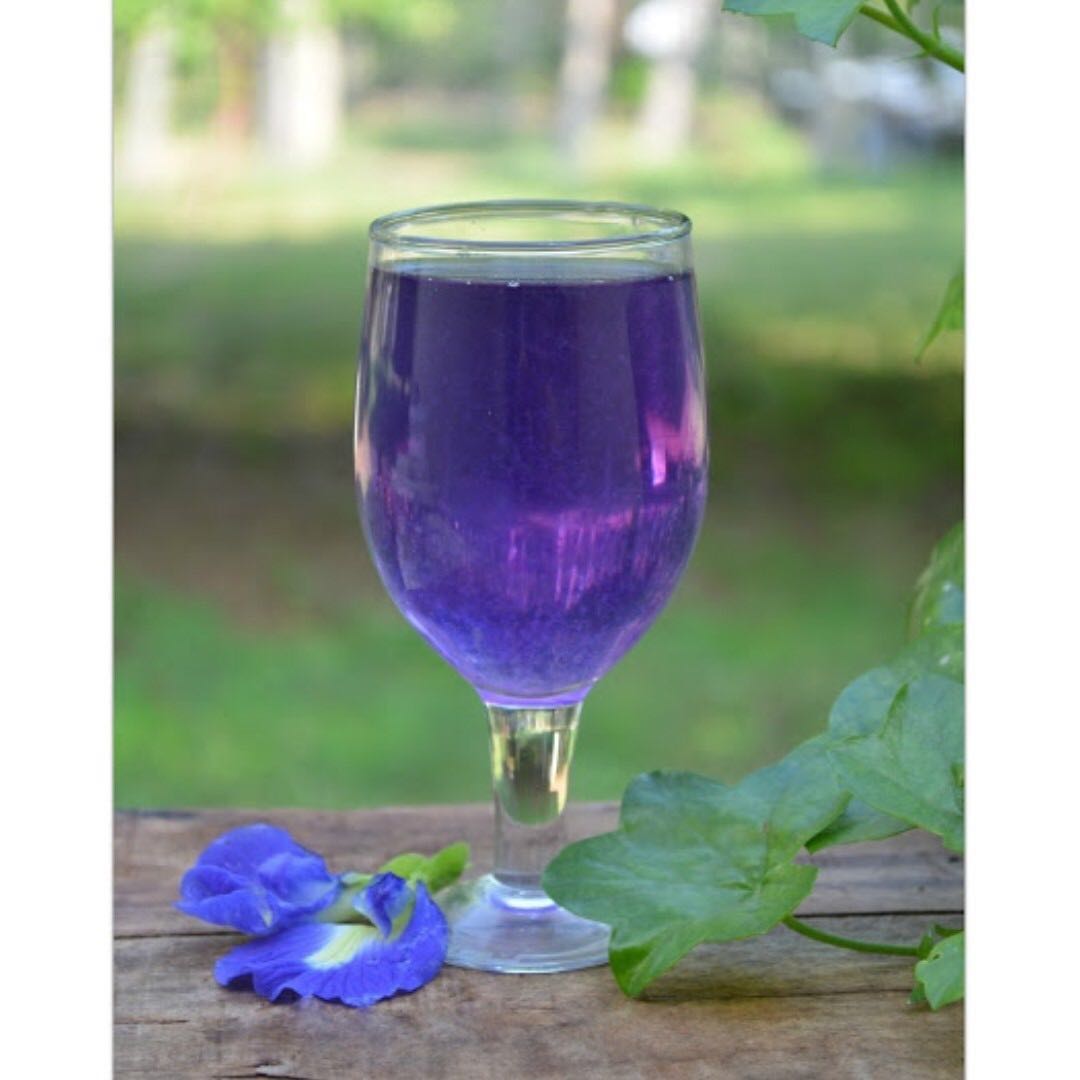 Blue Butterfly Pea Flower Tea Recipe | Clitoria Ternatea Tea, Food ...