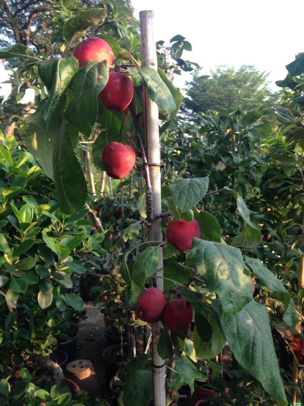 Rare apple tree for sale $268, Furniture & Home Living, Gardening ...
