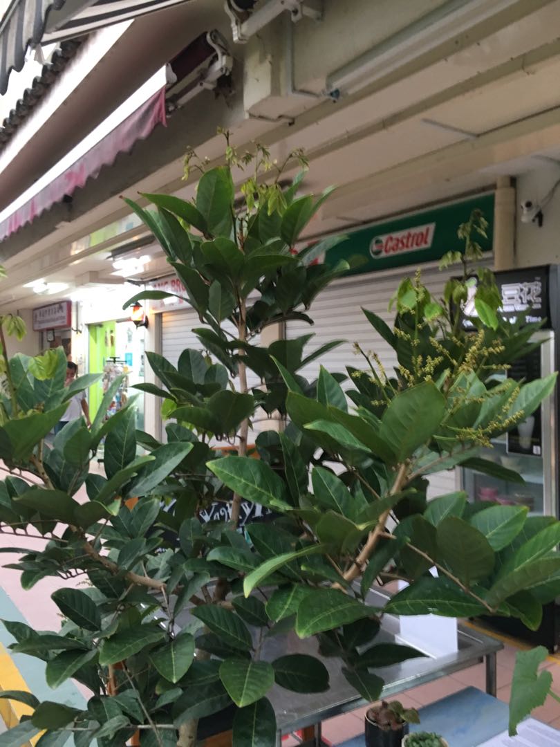 rare ram bu tan tree 6 feet tall with many flowers, Furniture & Home ...