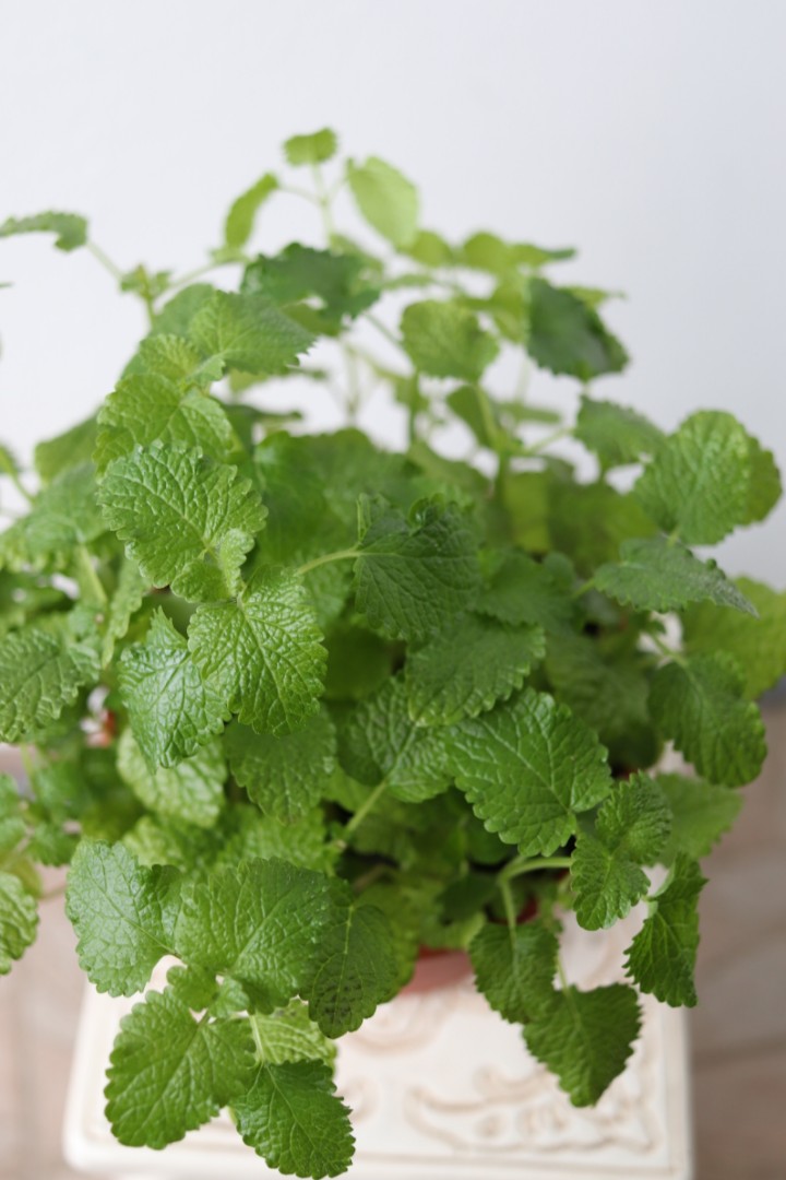 Herb Series-Lemon Balm plant, Furniture & Home Living, Gardening ...